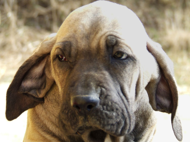 The dogs - Harakhan Kennel molossoid breeds