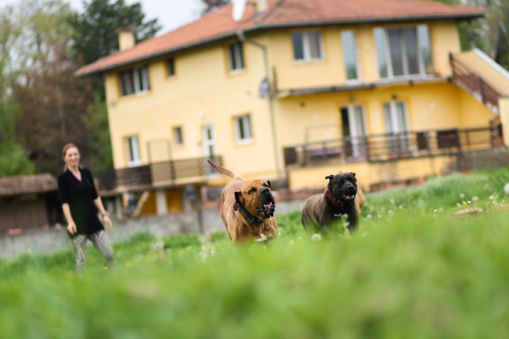 The dogs - Harakhan Kennel molossoid breeds