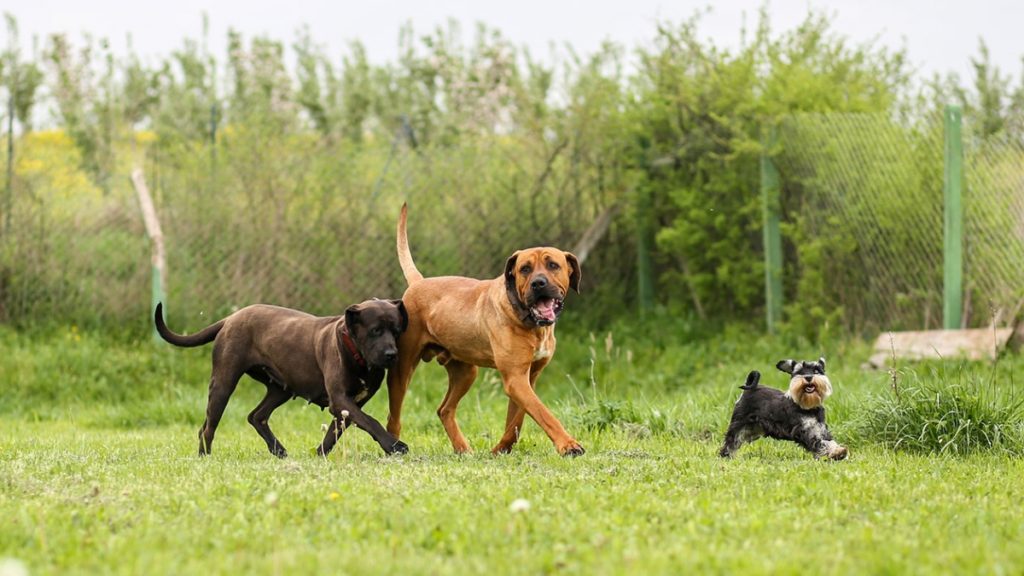 The dogs - Harakhan Kennel molossoid breeds
